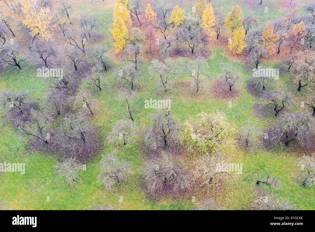 Aerial View Apple Orchard In Stock Photos & Aerial View Apple Orchard ...