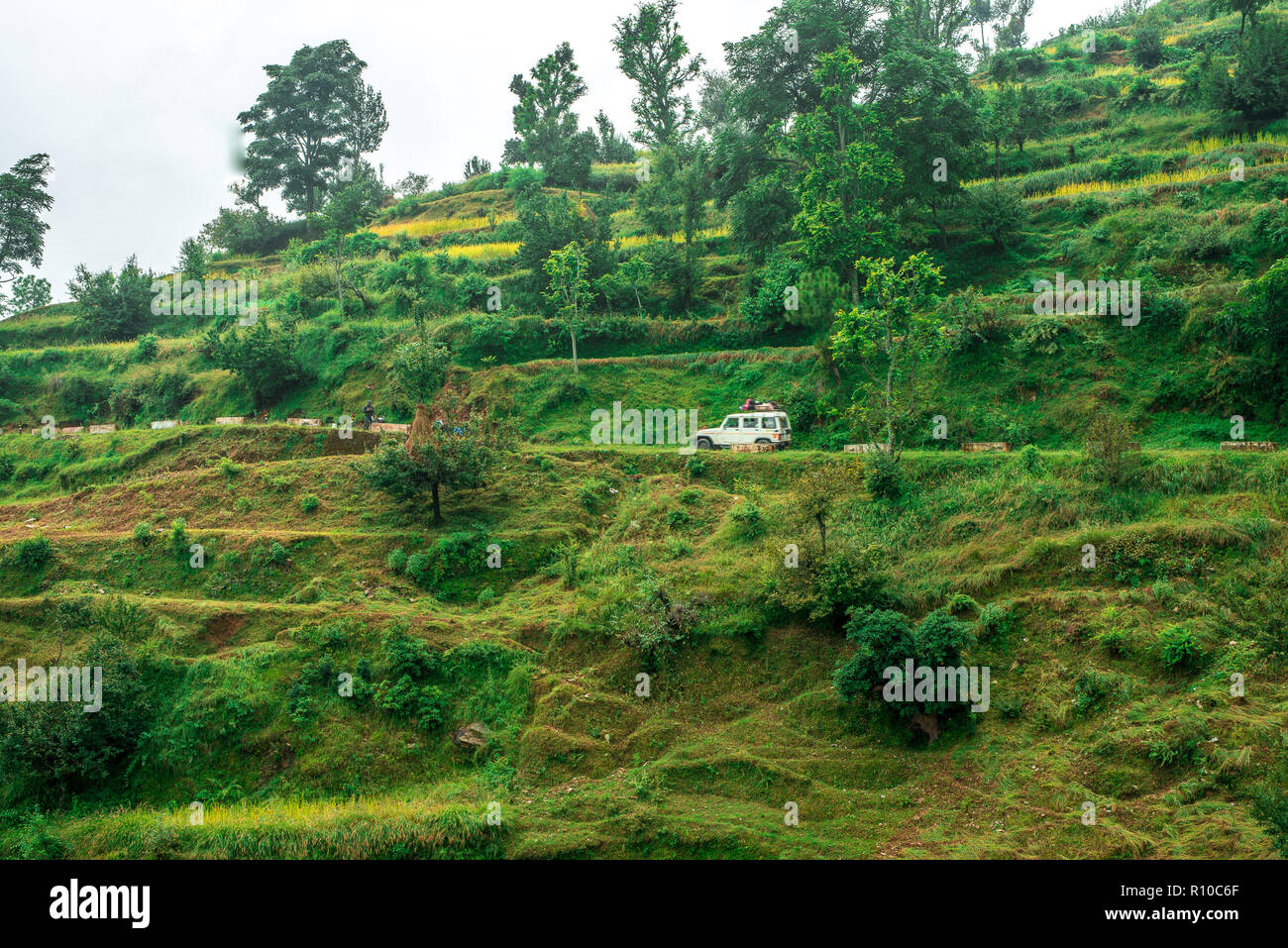 Stepping Fields - Landscape of Uttrakhand Near Bhimtal / Nainital Stock ...