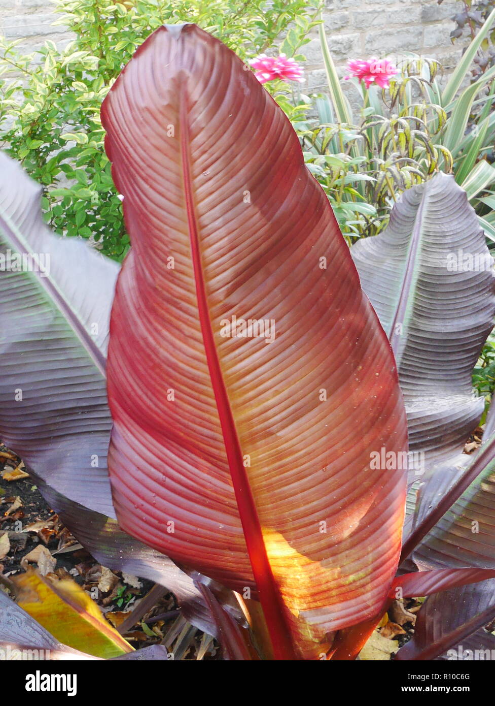 Canna plant with large red leaf in Autumn Stock Photo - Alamy