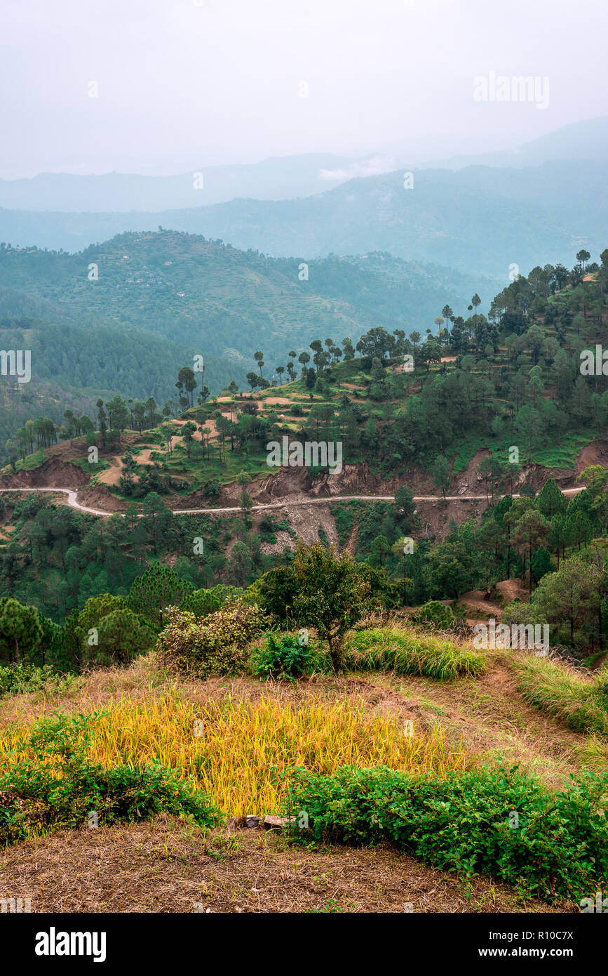 Stepping Fields - Landscape of Uttrakhand Near Bhimtal / Nainital Stock ...