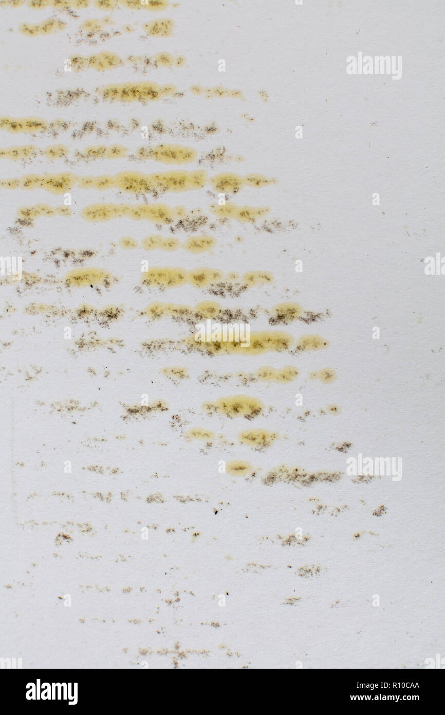 Detail of dirty paper surface, white background texture Stock Photo - Alamy
