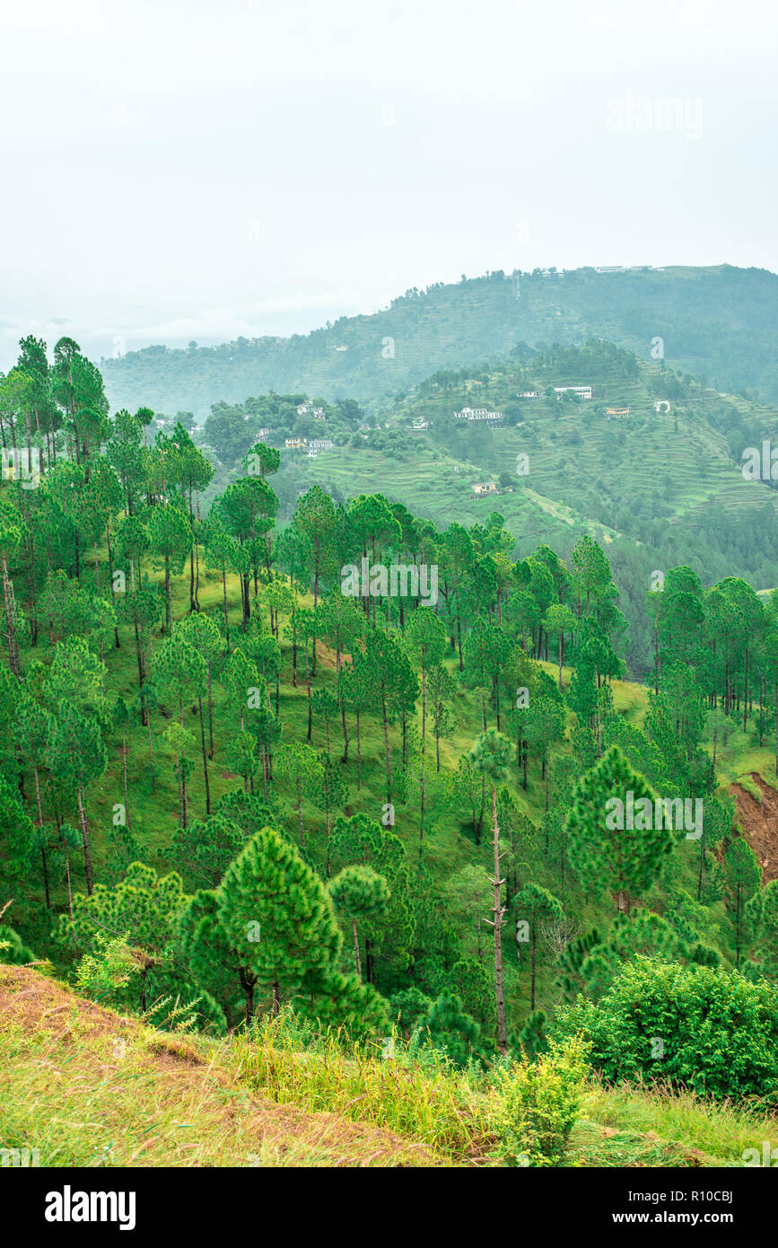 Stepping Fields - Landscape of Uttrakhand Near Bhimtal / Nainital Stock ...