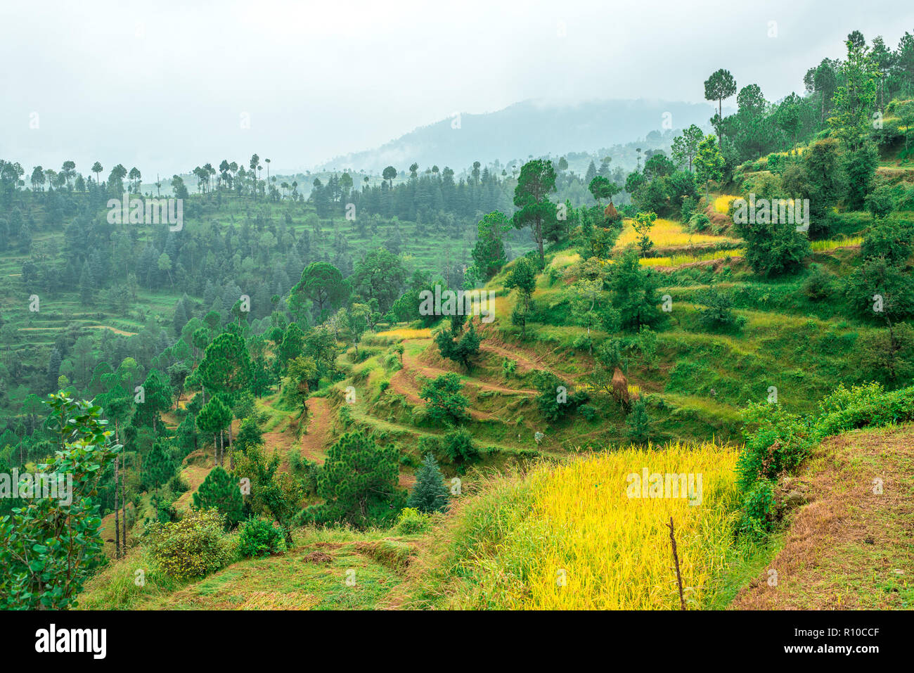 Stepping Fields - Landscape of Uttrakhand Near Bhimtal / Nainital Stock ...