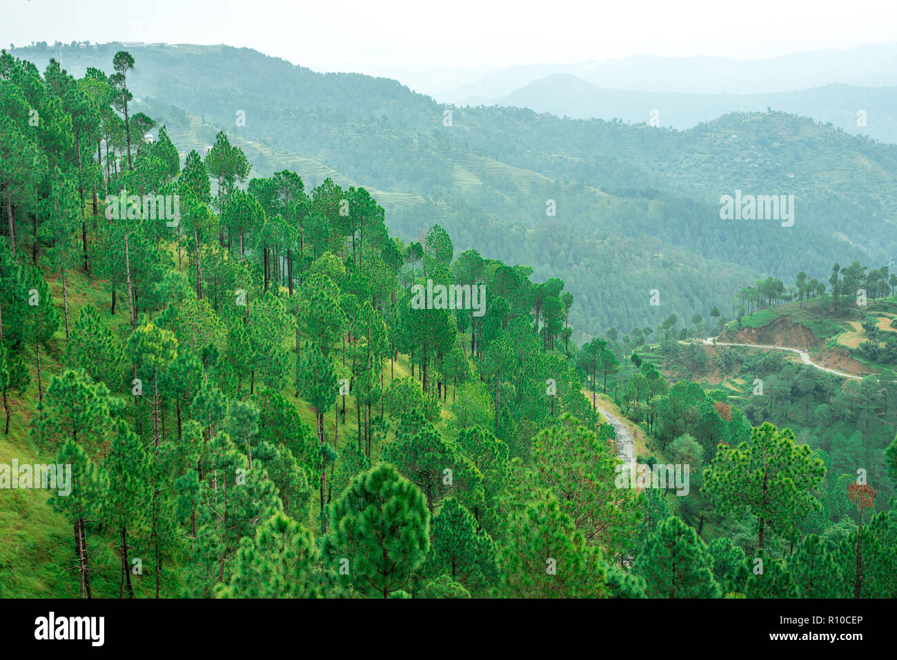 Stepping Fields - Landscape of Uttrakhand Near Bhimtal / Nainital Stock ...