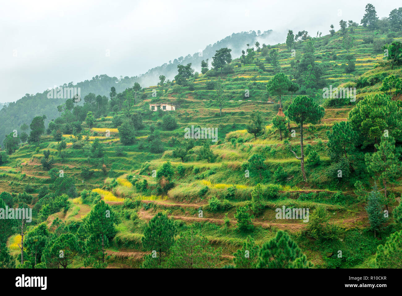 Stepping Fields - Landscape of Uttrakhand Near Bhimtal / Nainital Stock ...