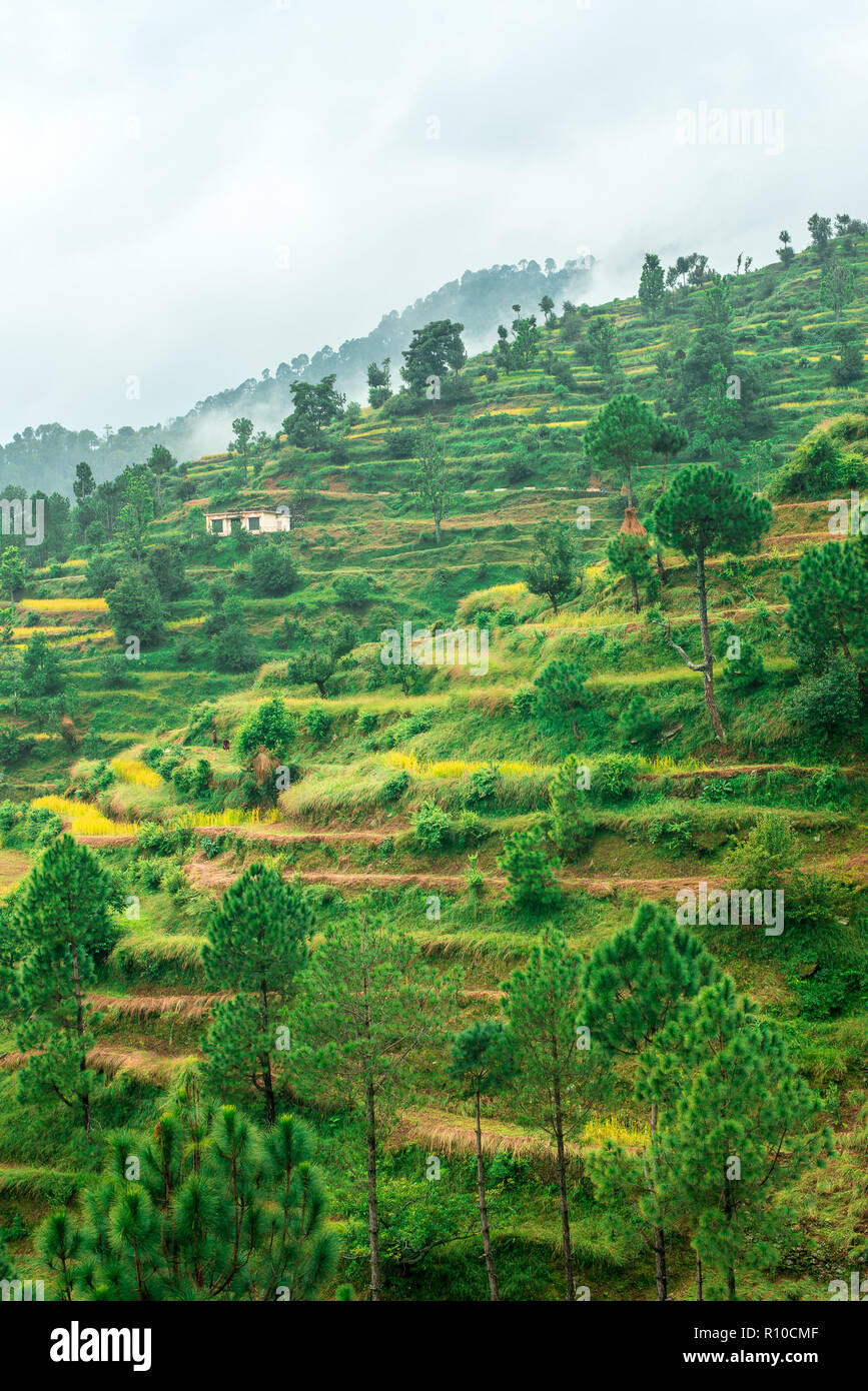 Stepping Fields - Landscape of Uttrakhand Near Bhimtal / Nainital Stock ...