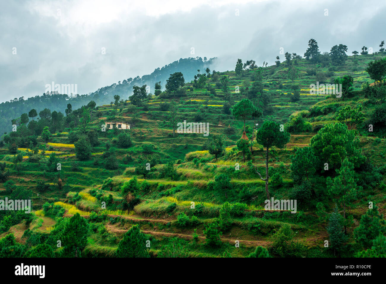 Stepping Fields - Landscape of Uttrakhand Near Bhimtal / Nainital Stock ...