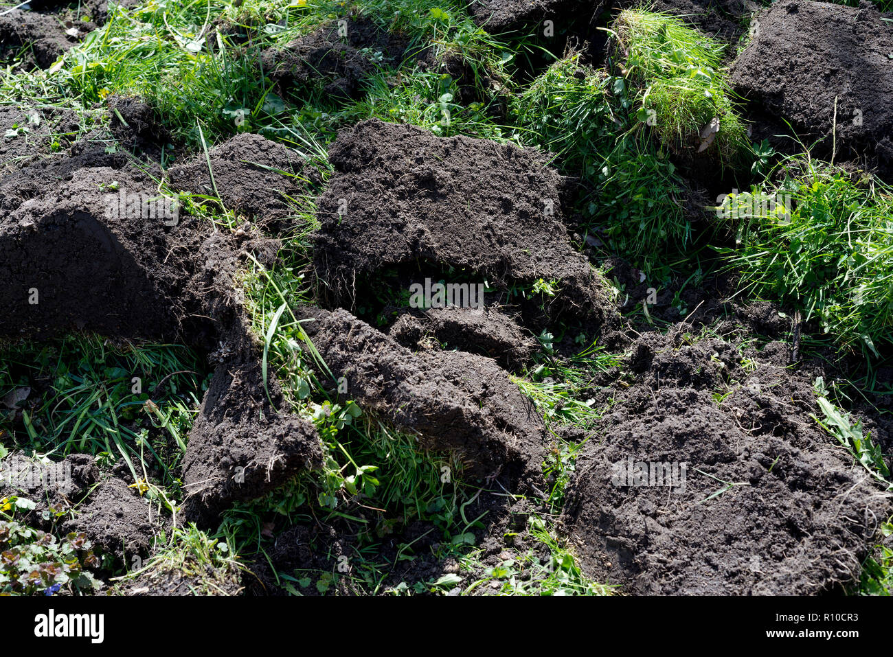 Digging up the grass lying on the ground Stock Photo - Alamy