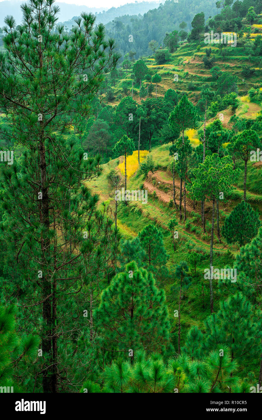 Stepping Fields - Landscape of Uttrakhand Near Bhimtal / Nainital Stock ...
