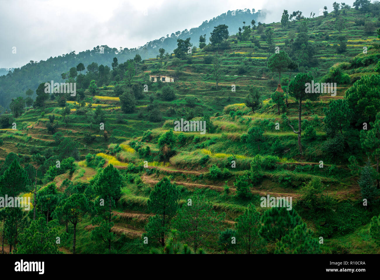 Stepping Fields - Landscape of Uttrakhand Near Bhimtal / Nainital Stock ...