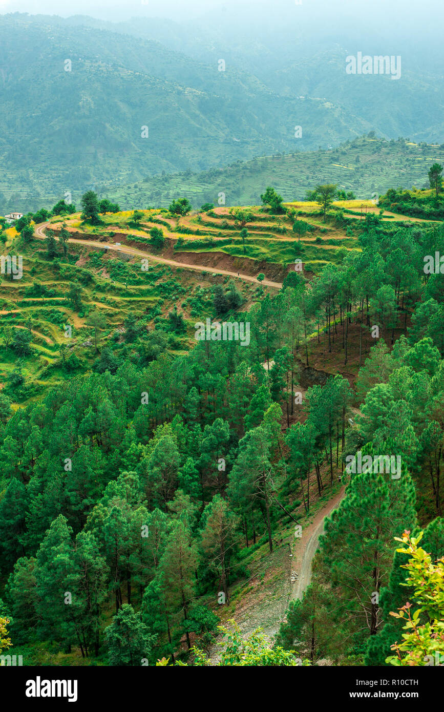 Stepping Fields - Landscape of Uttrakhand Near Bhimtal / Nainital Stock ...