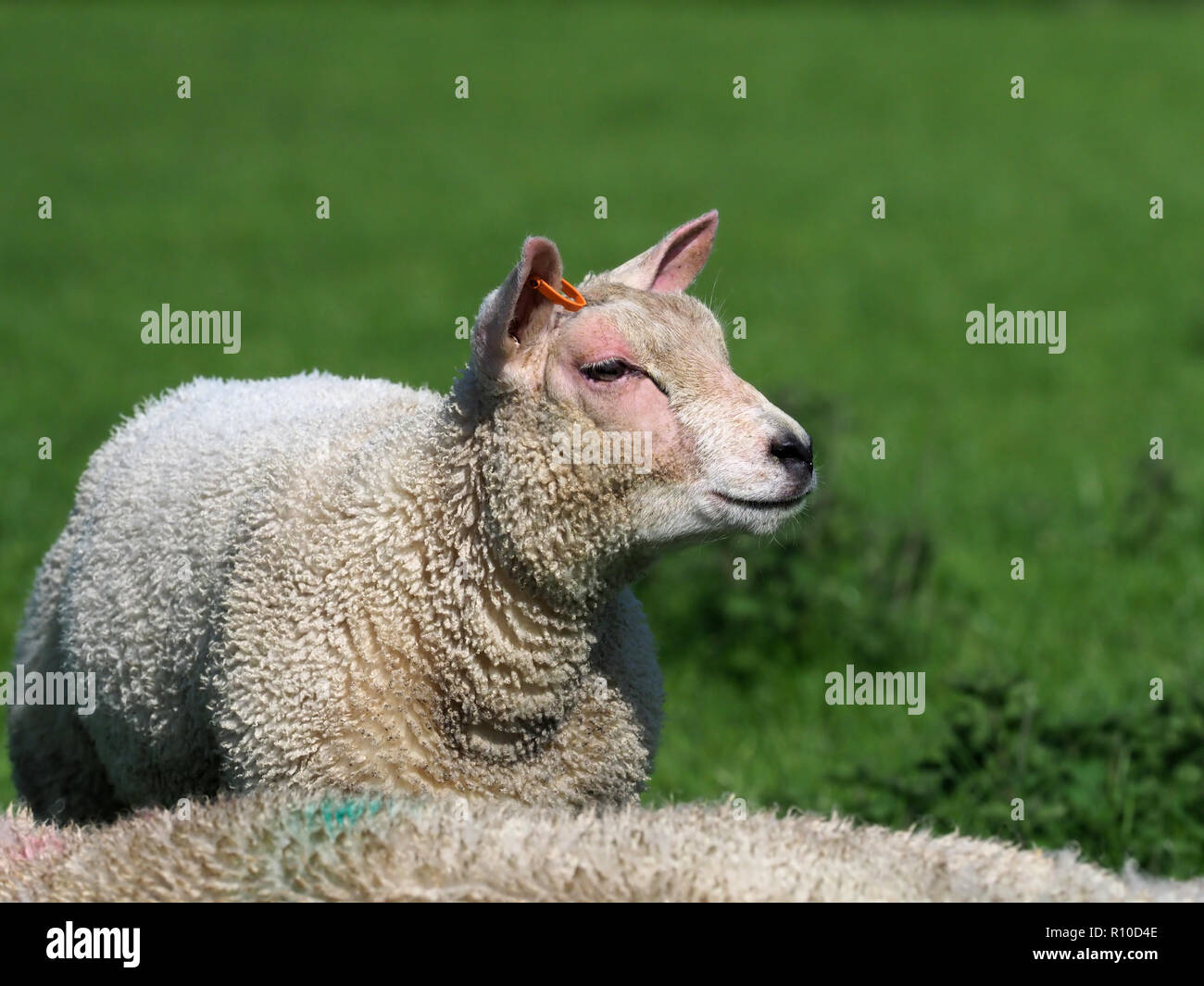A cute Spring lamb in a grass paddock Stock Photo - Alamy