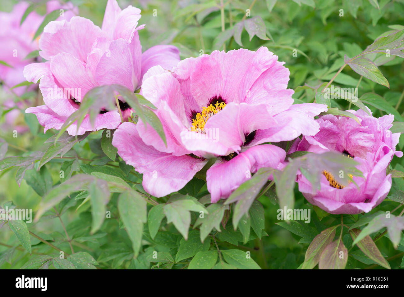 Paeonia suffruticosa flower in the garden Stock Photo - Alamy