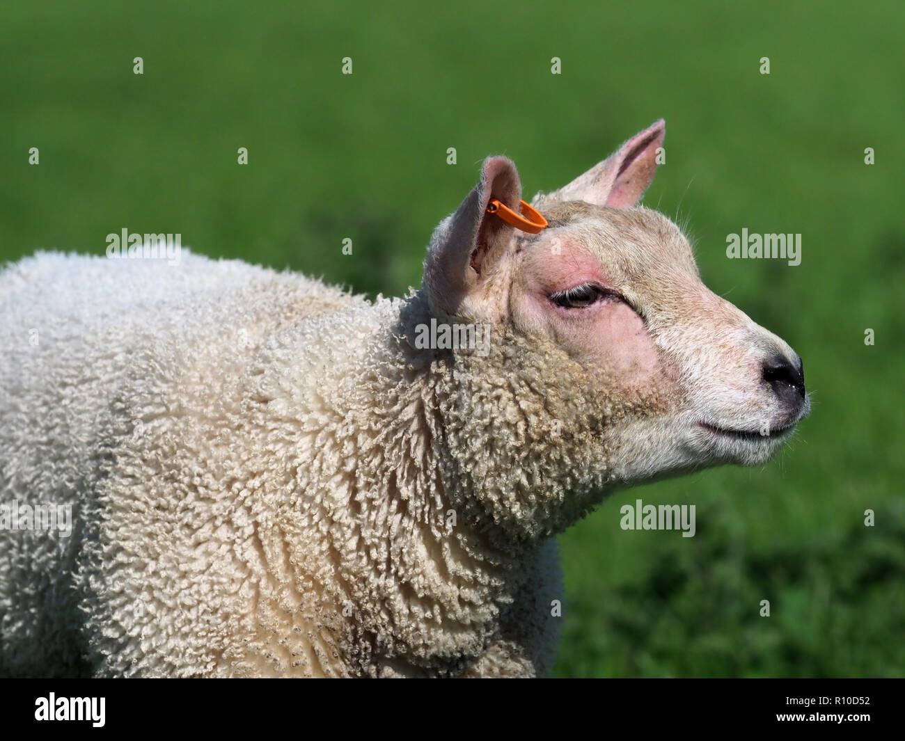 A cute Spring lamb in a grass paddock Stock Photo - Alamy