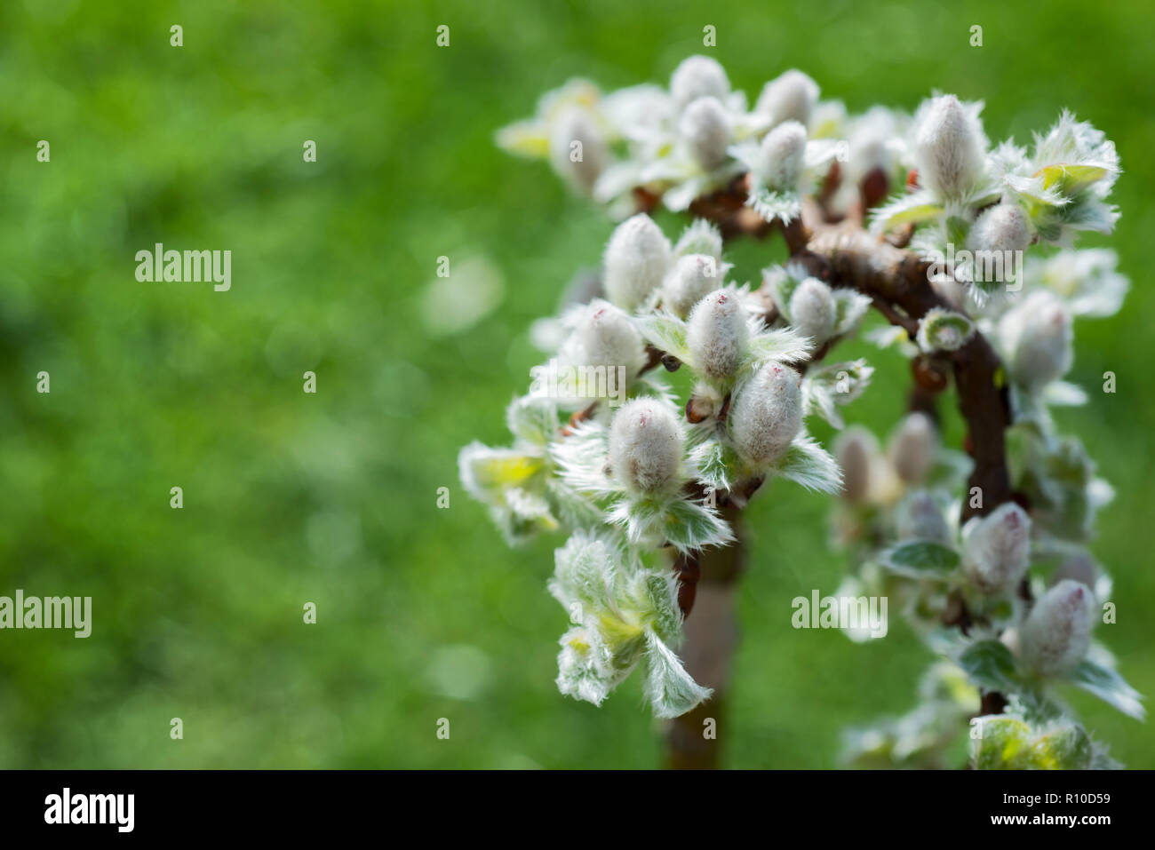 Willow sprouts hi-res stock photography and images - Alamy