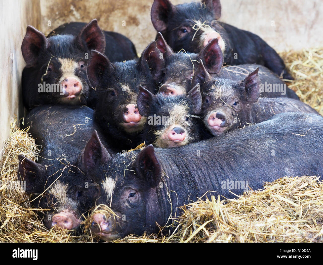 A family of black pigs lay in the straw Stock Photo - Alamy
