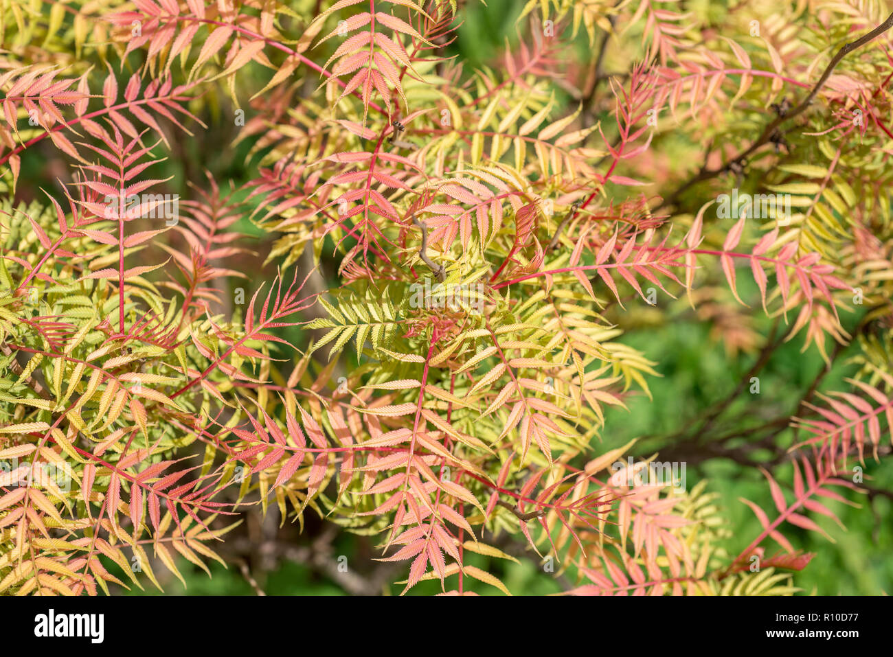 Shrub Sorbaria sorbifolia Stock Photo - Alamy