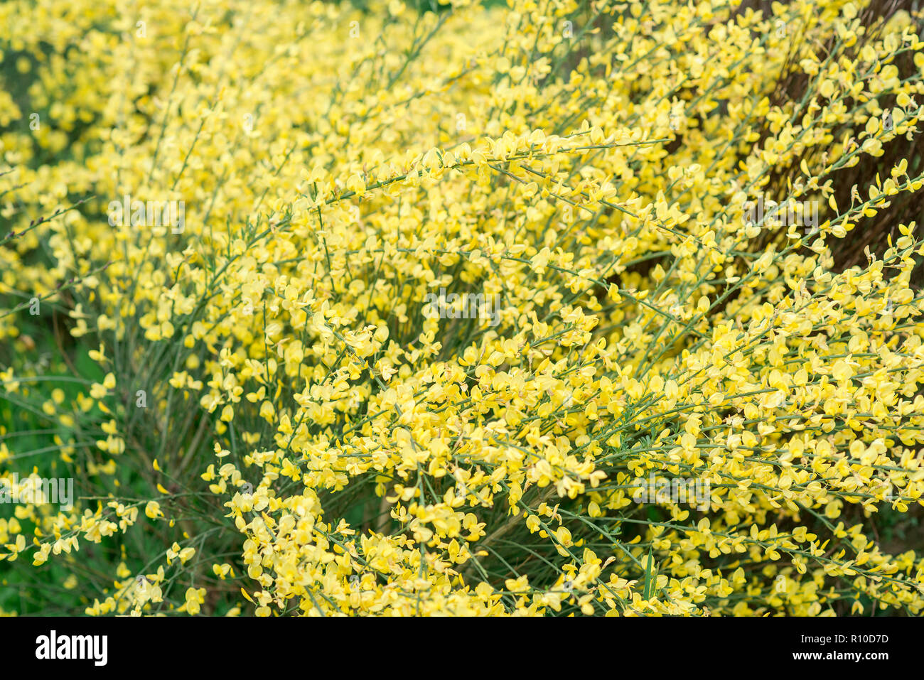 Yellow bush Spartium junceum Stock Photo - Alamy