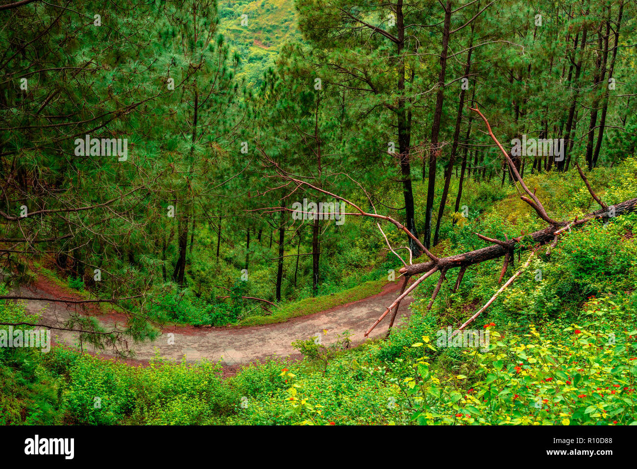 Tree Forest in Bach Kande, Lohaghat - Uttarakhand Stock Photo - Alamy