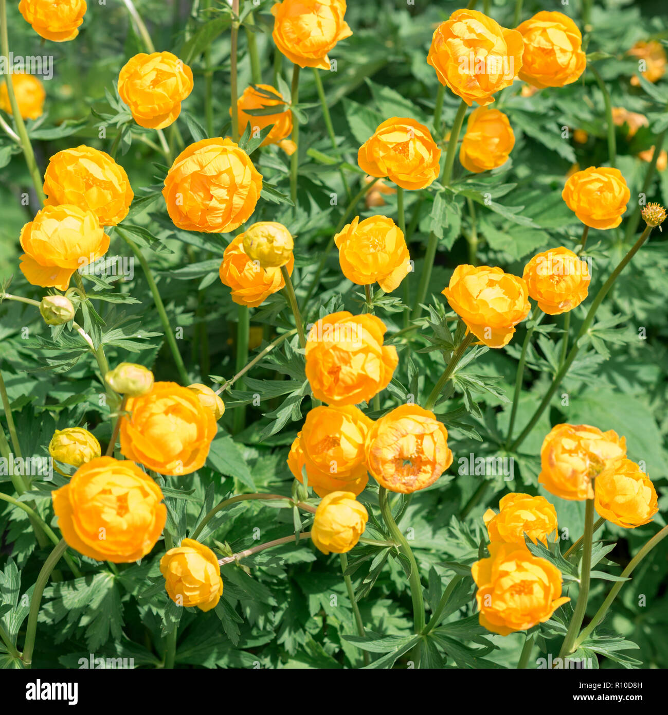 Trollius altaicus hi-res stock photography and images - Alamy