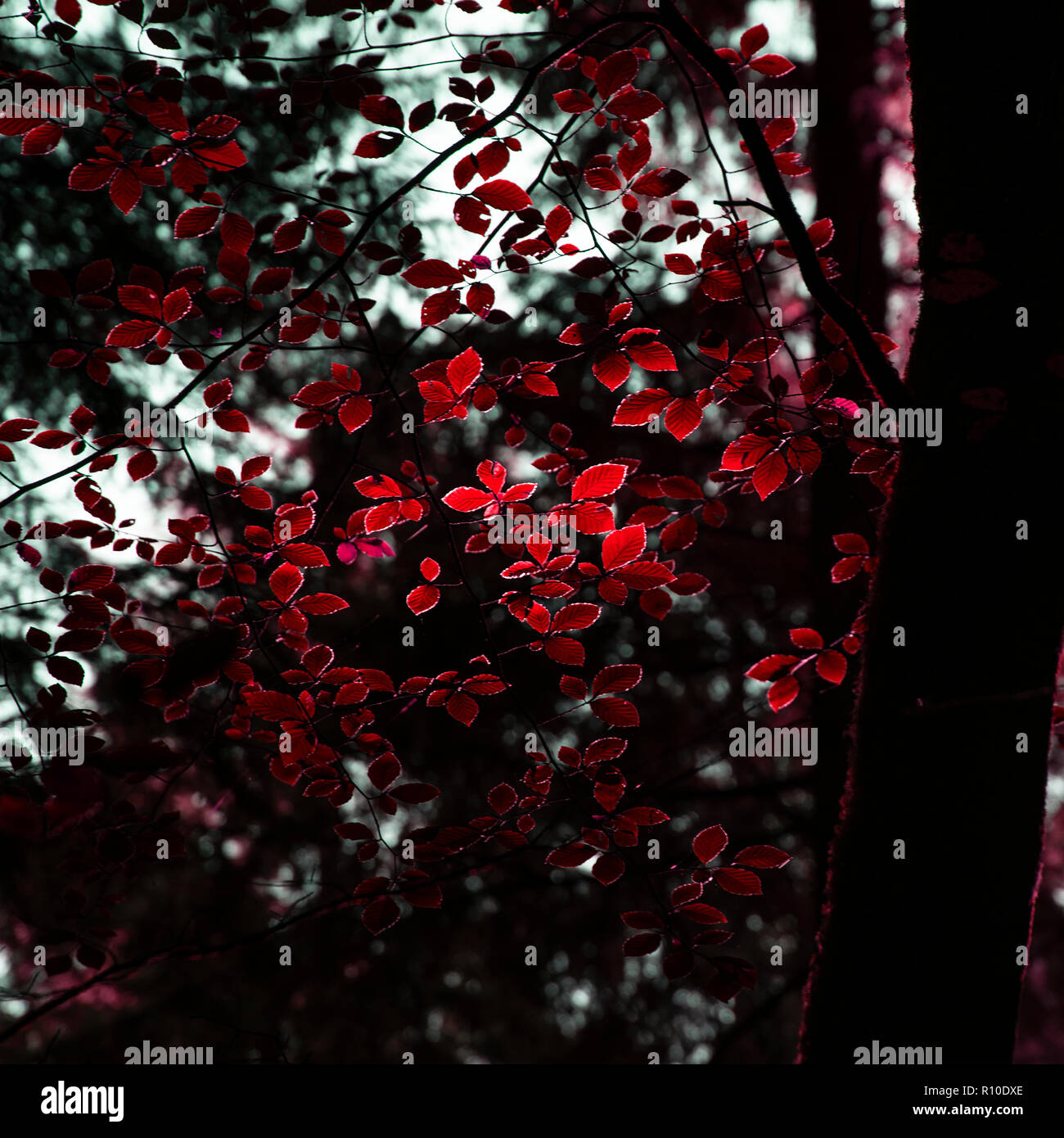 Stunning false red Autumn Fall trees in Fall color in New Forest in ...