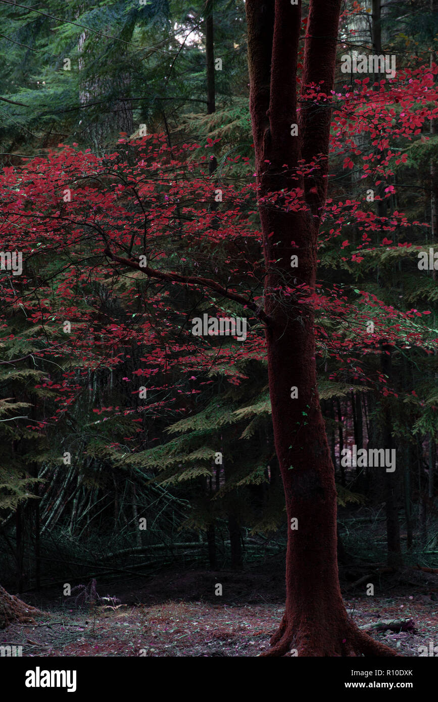 Stunning false red Autumn Fall trees in Fall color in New Forest in ...