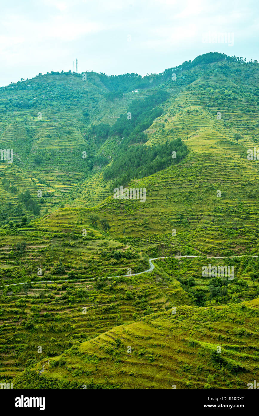 Stepping Fields - Landscape of Uttrakhand Near Bhimtal / Nainital Stock ...