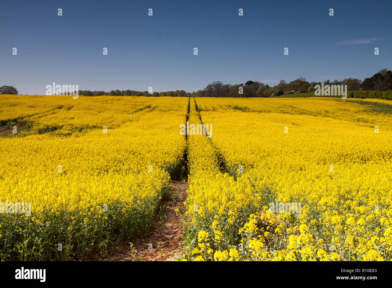 Golden Rape Fields, Norfolk, East Anglia, UK Stock Photo - Alamy