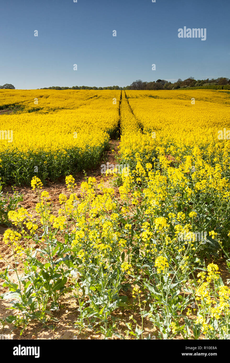 Golden Rape Fields, Norfolk, East Anglia, UK Stock Photo - Alamy