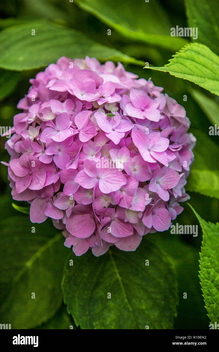 Gardening, flower garden, flowering hydrangea in the garden Stock Photo ...
