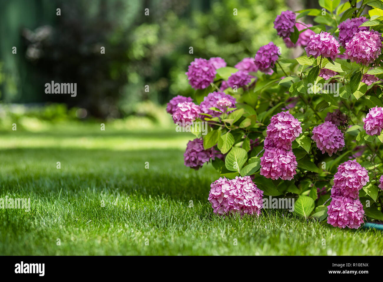 Gardening, flower garden, flowering hydrangea in the garden Stock Photo ...