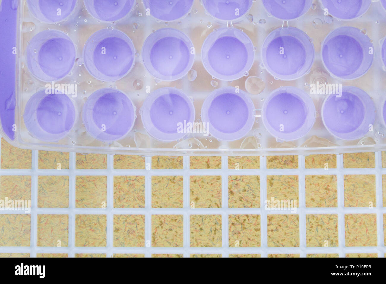 The water is poured into a purple plastic ice mold Stock Photo - Alamy