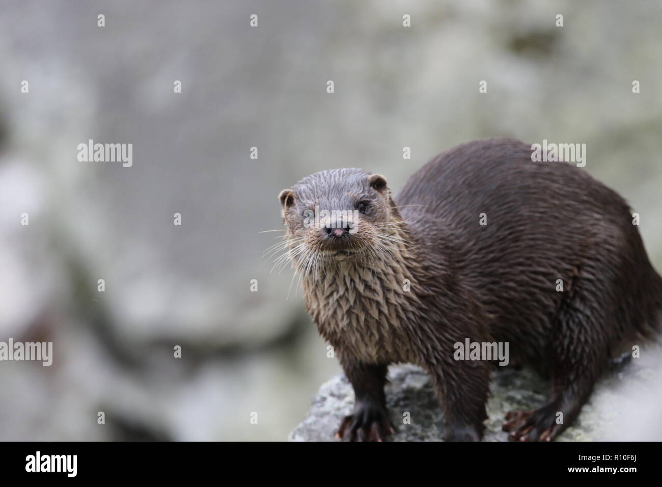 European otter, Otter, (Lutra lutra), Female, Standing on rock, looking ...