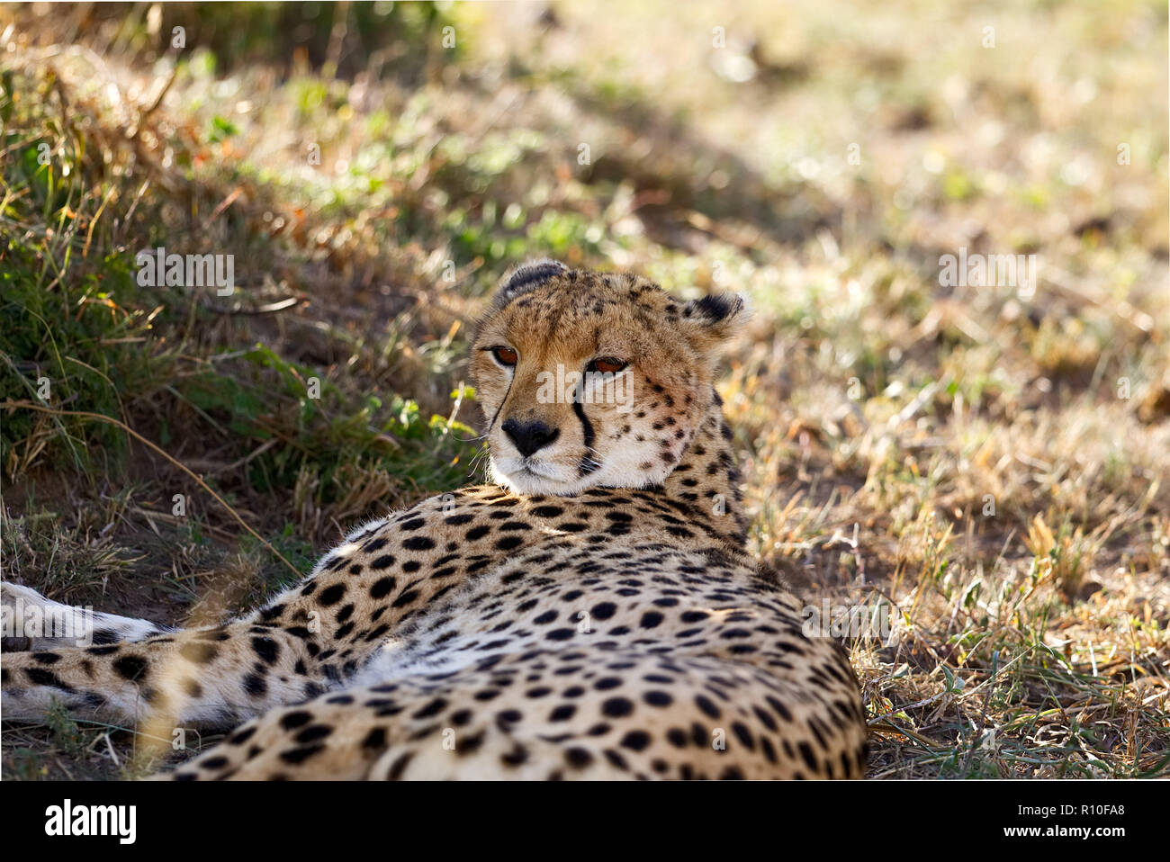 Cheetah head profile hi-res stock photography and images - Alamy