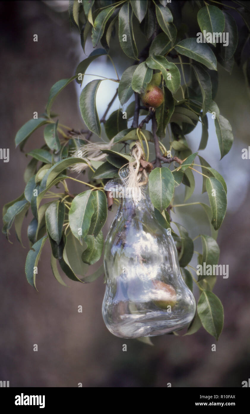 Bottle trees hi-res stock photography and images - Alamy