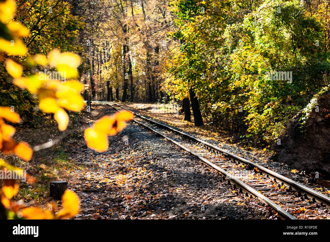 Railroad tracks in the forest between trees on autumn with yellow ...
