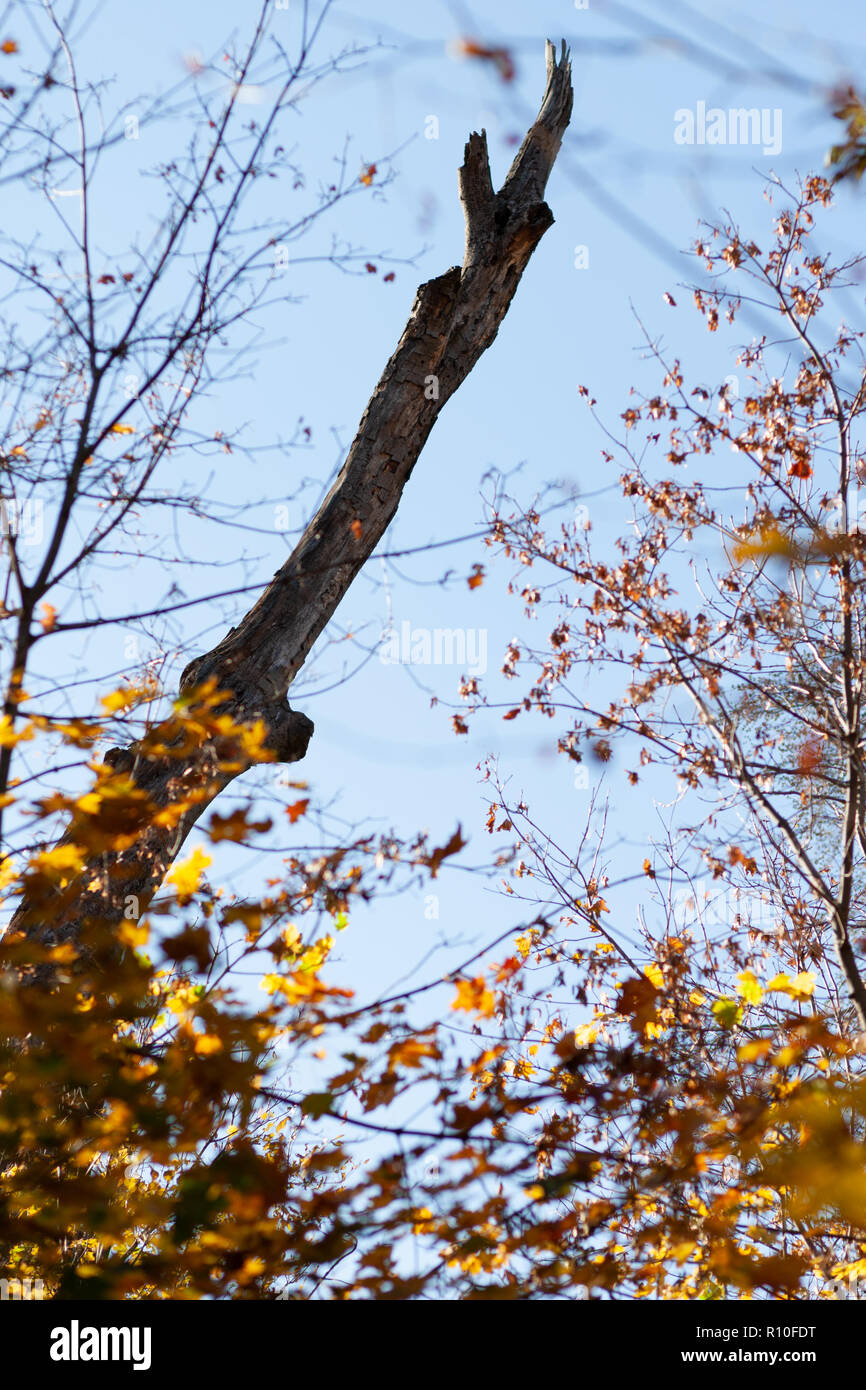 Broken tree in the forest during autumn Stock Photo - Alamy