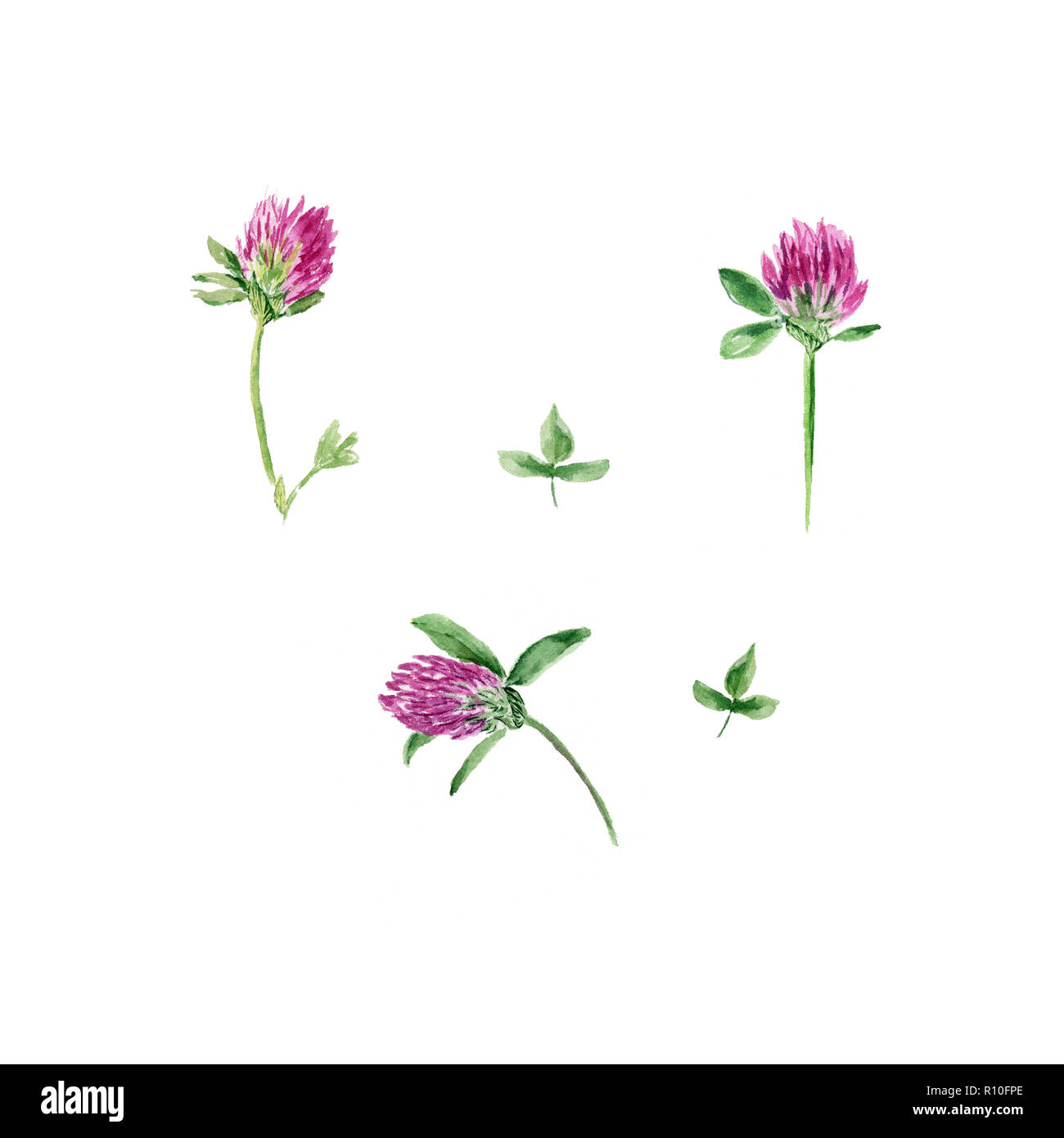 Clover flower with watercolor painting. Hand drawn on white background ...