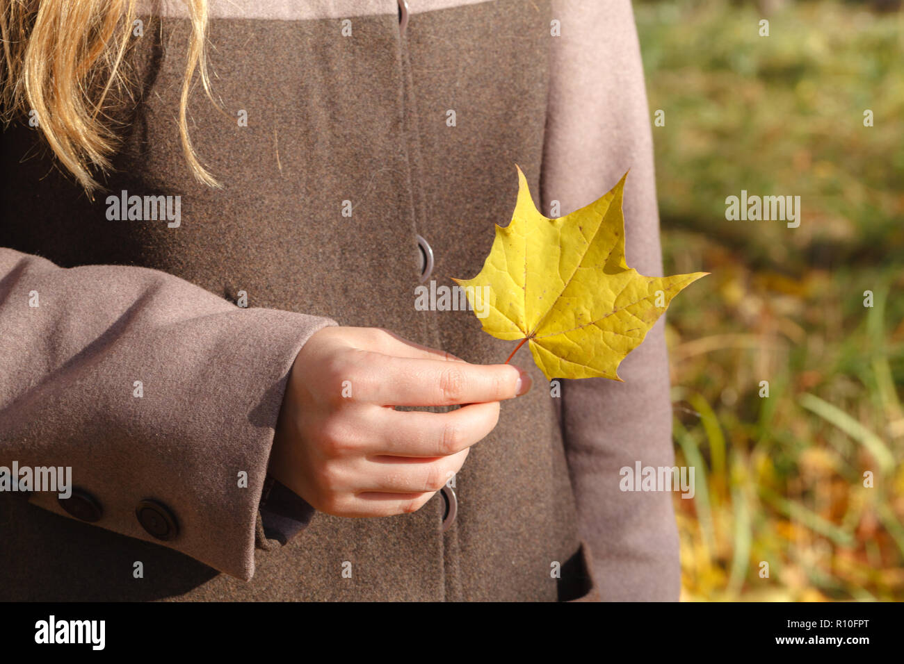 Autumn leaves in girl hands Stock Photo - Alamy