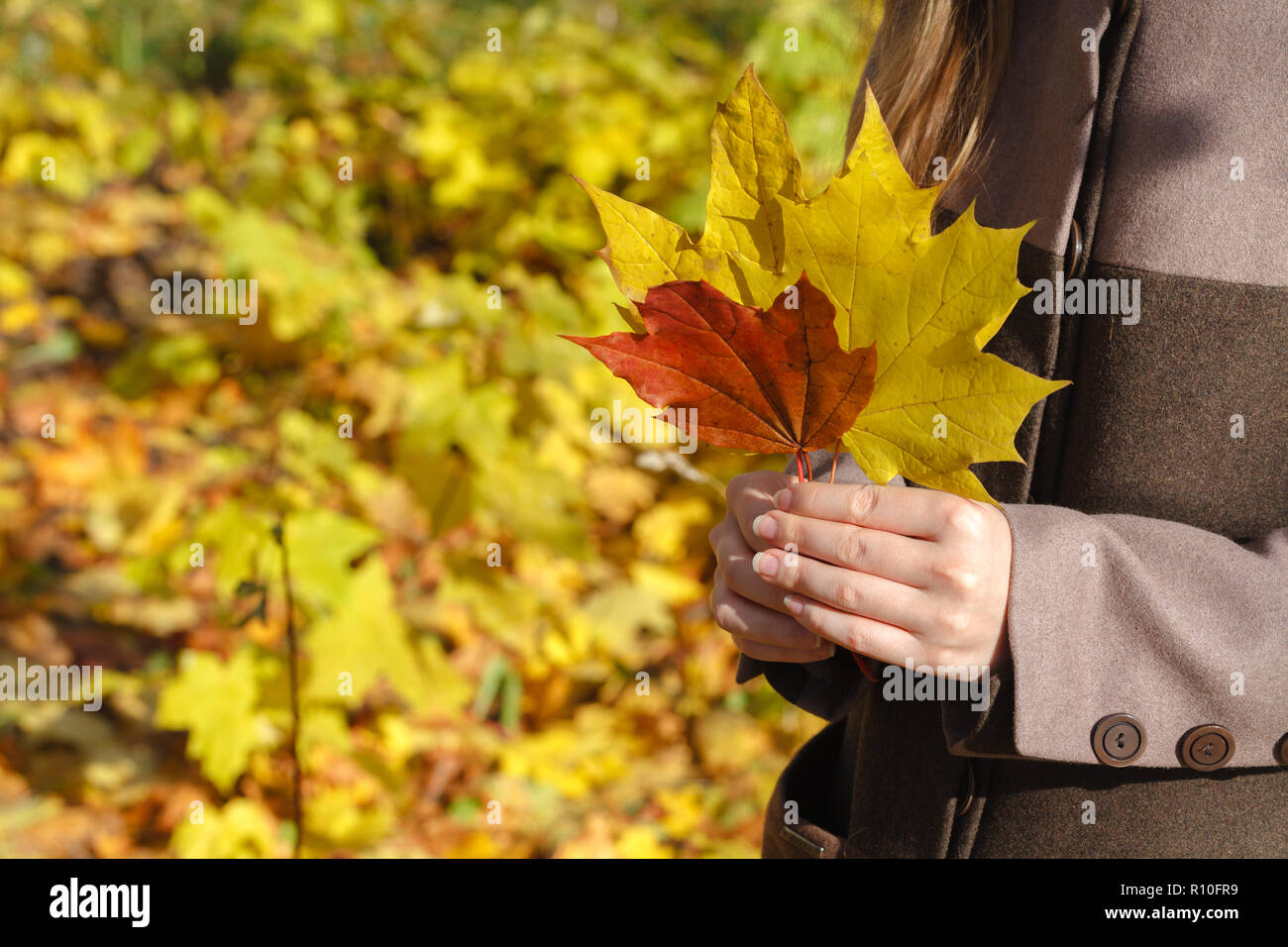 Autumn leaves in girl hands Stock Photo - Alamy