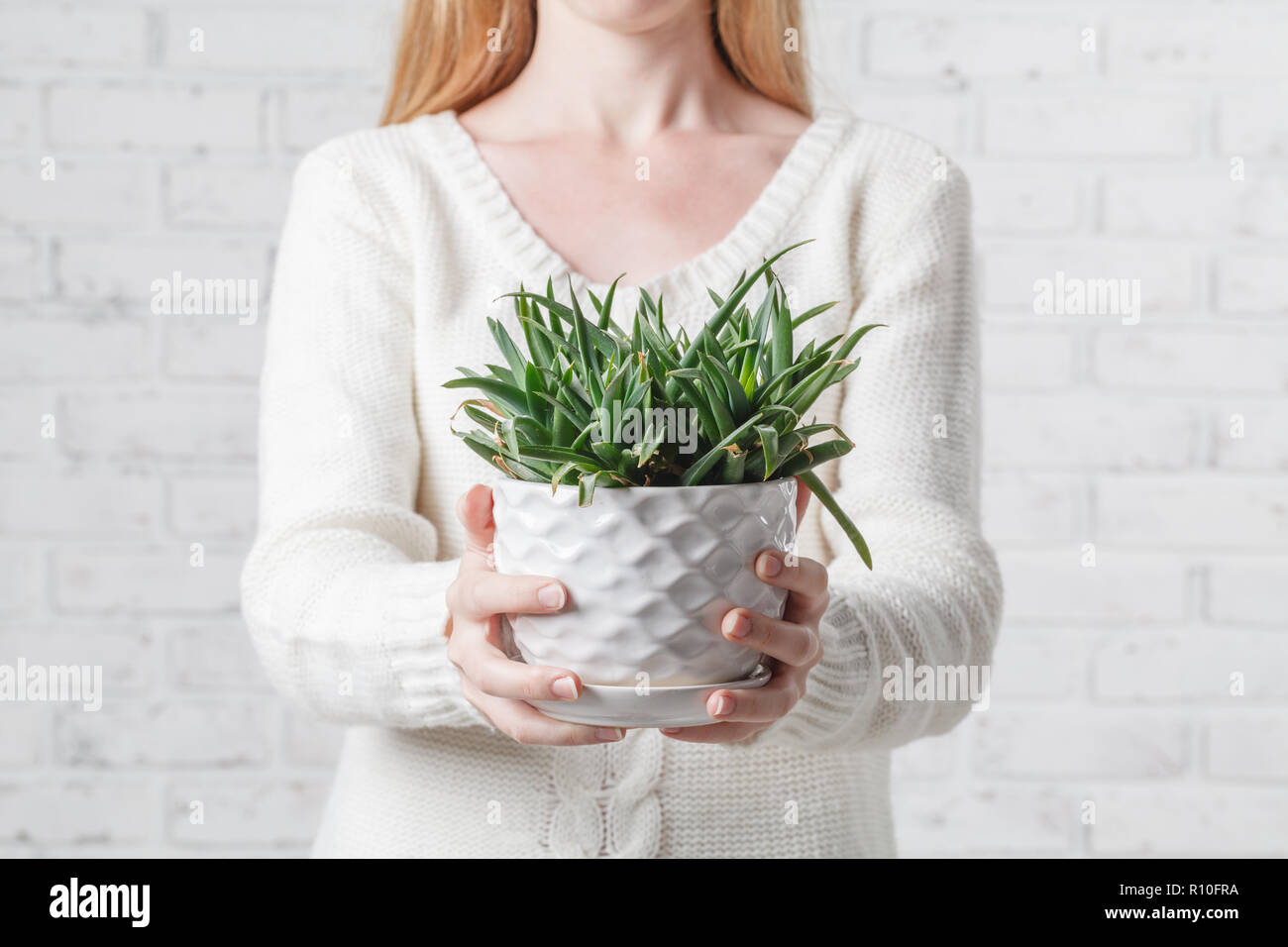 Female holding mini cactus hi-res stock photography and images - Alamy