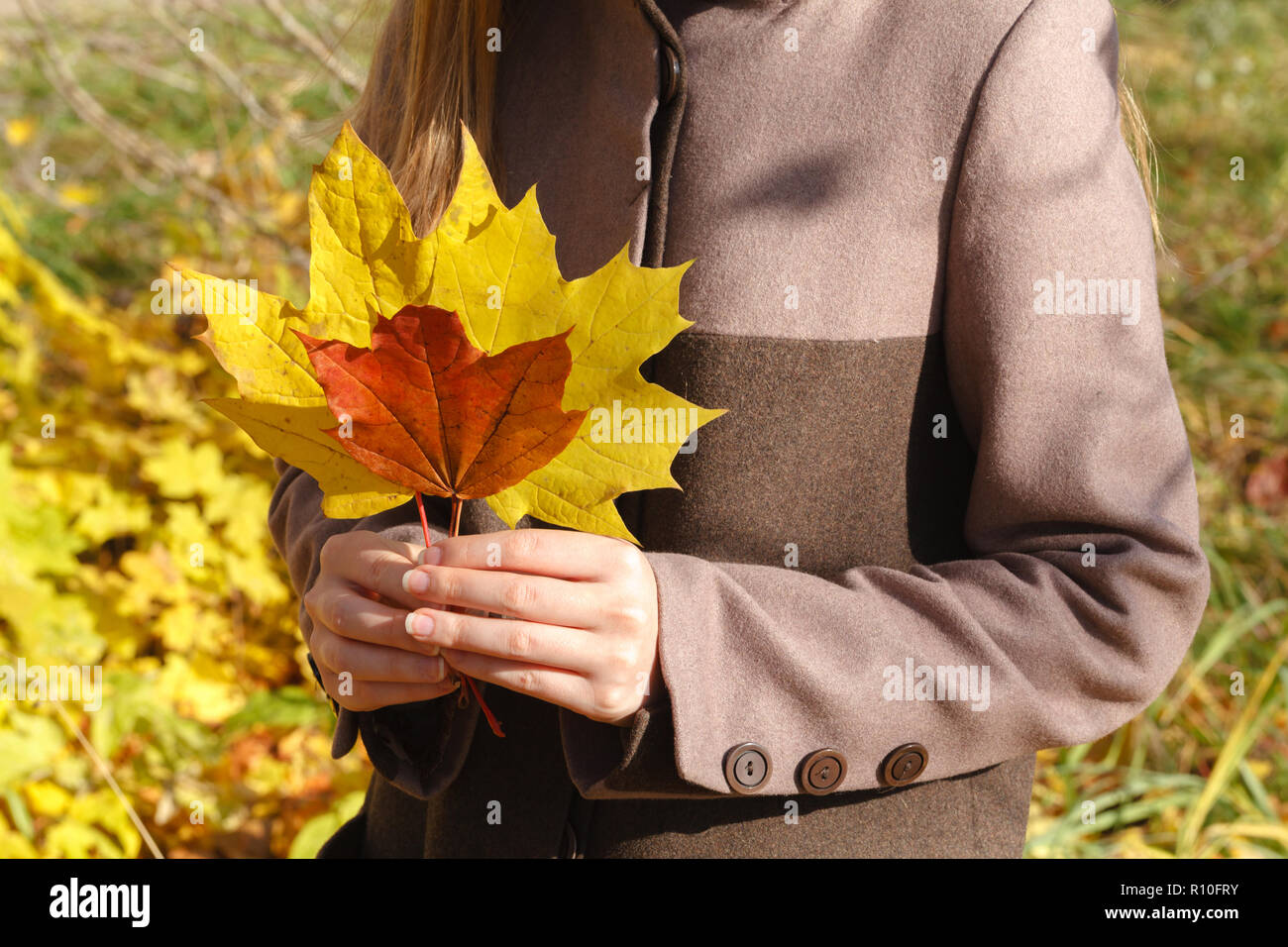 Autumn leaves in girl hands Stock Photo - Alamy