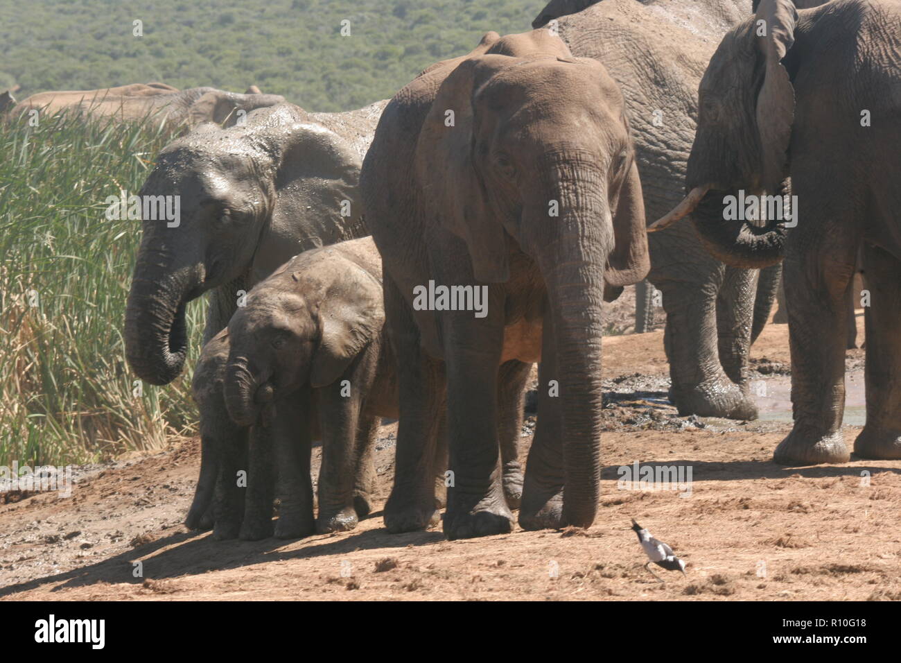Addo Elephant Heard Stock Photo - Alamy