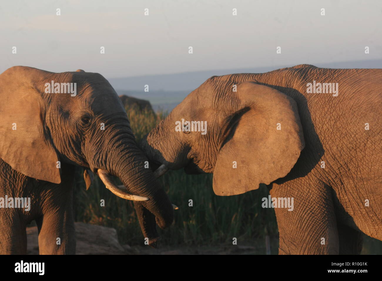 Elephants display hi-res stock photography and images - Alamy