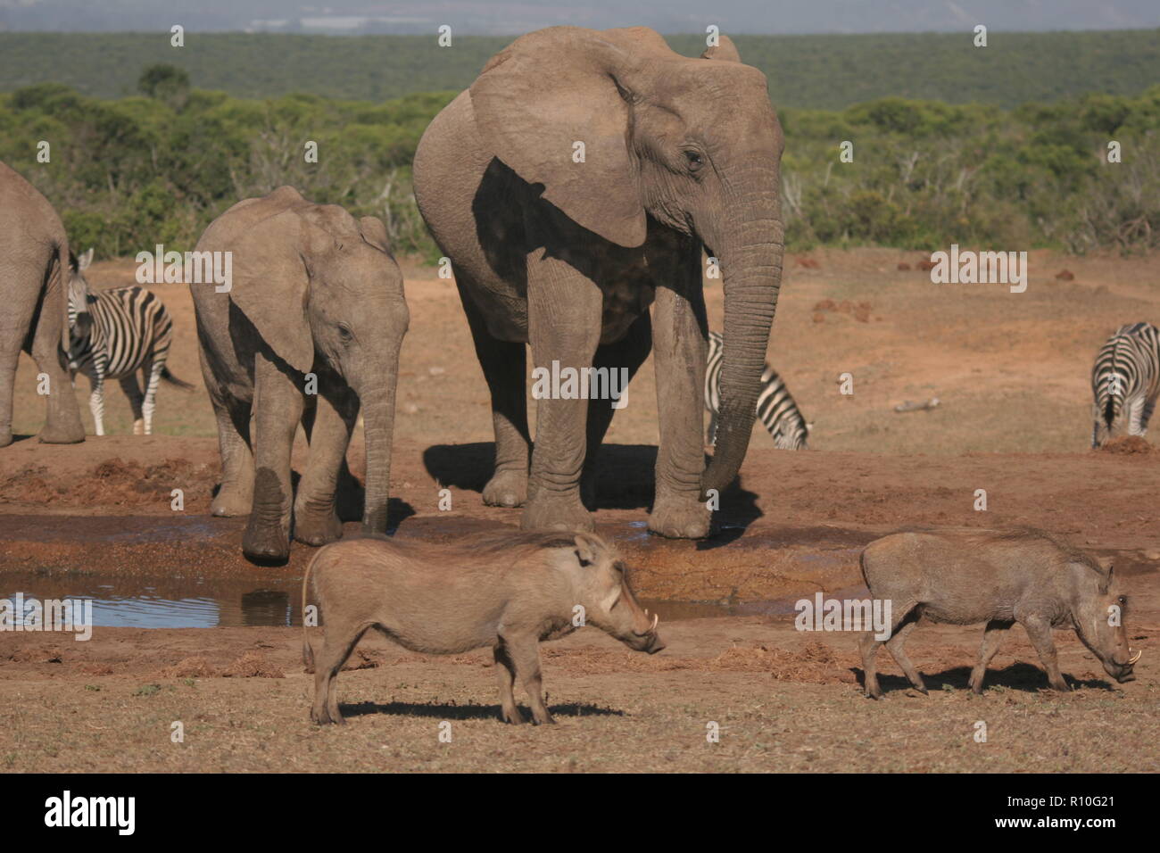 Baby warthog waterhole hi-res stock photography and images - Alamy