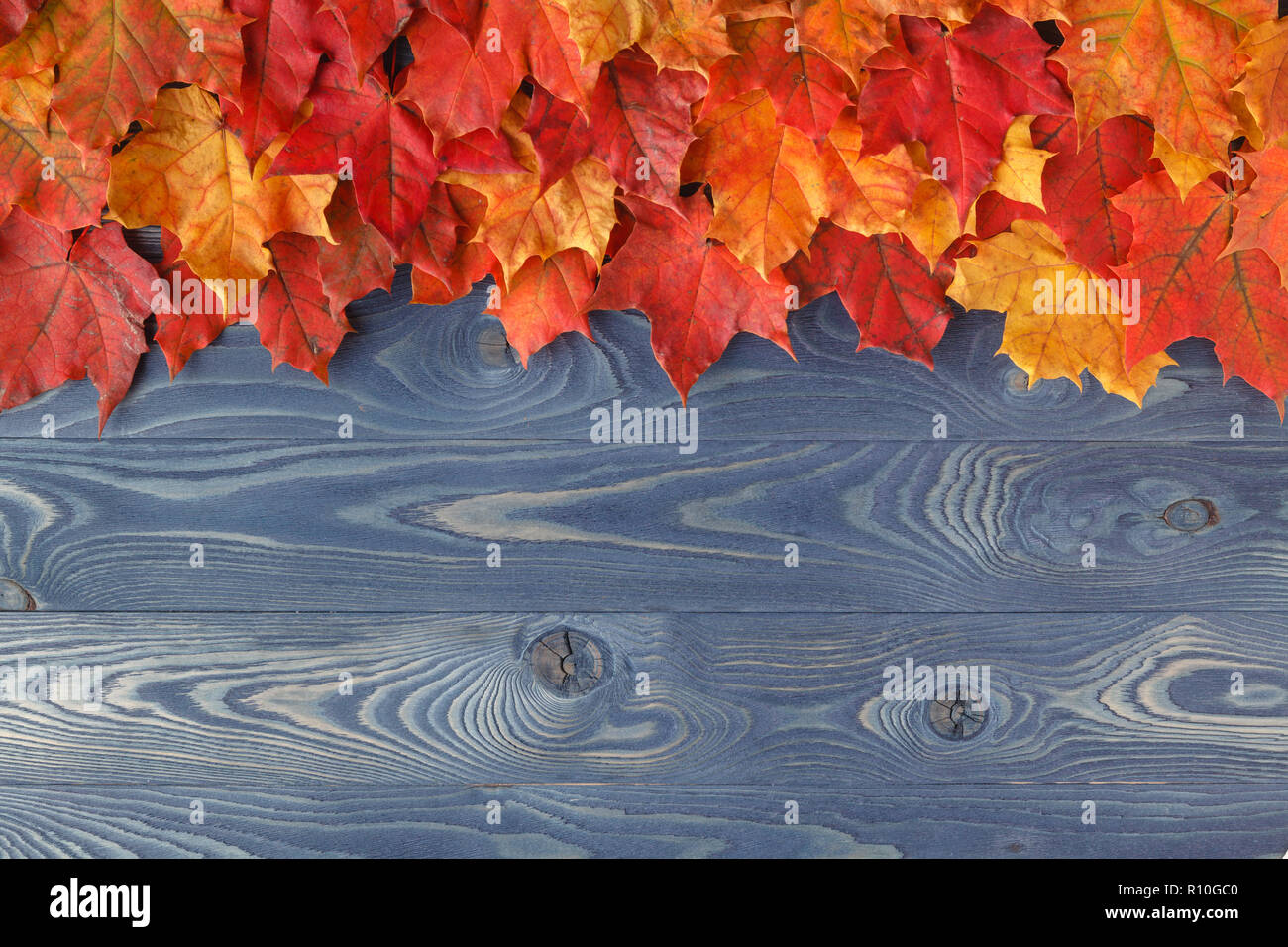 Rustic Fall Decoration Display of Maple Leaves Frame Stock Photo - Alamy