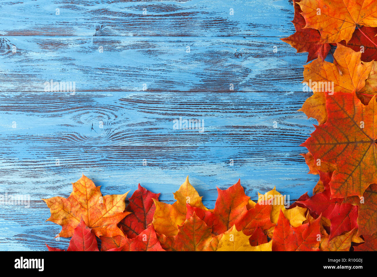 Fall backdrop with red maple leaves Stock Photo - Alamy
