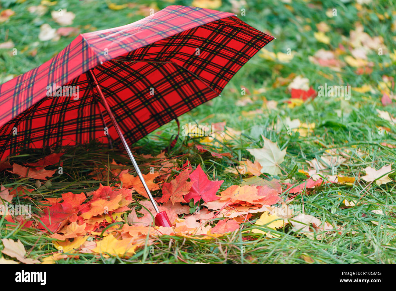 Autumn rain shoe in red color on fall maple leaf Stock Photo - Alamy