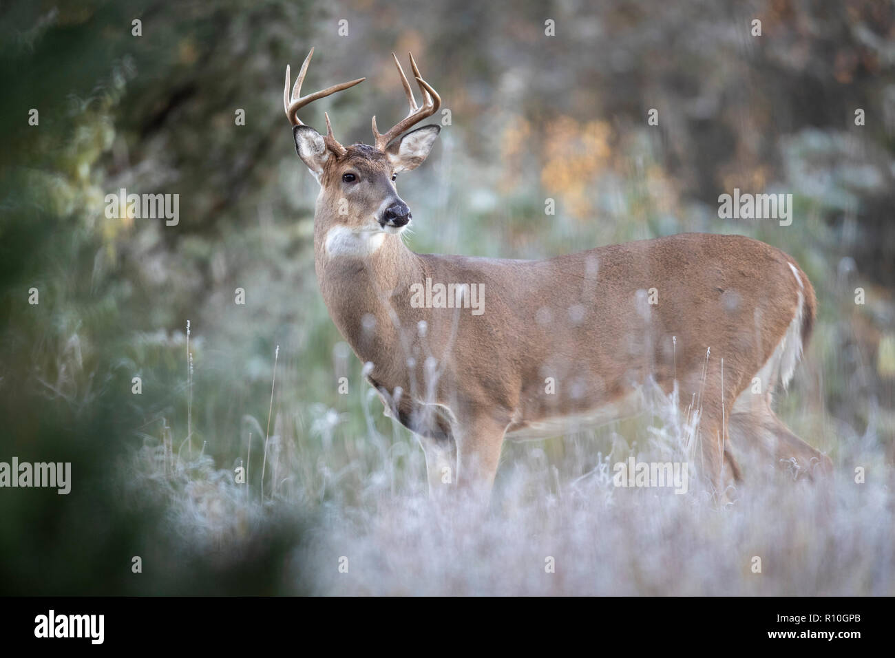 A male whitetail deer on the lookout for females during the fall ...