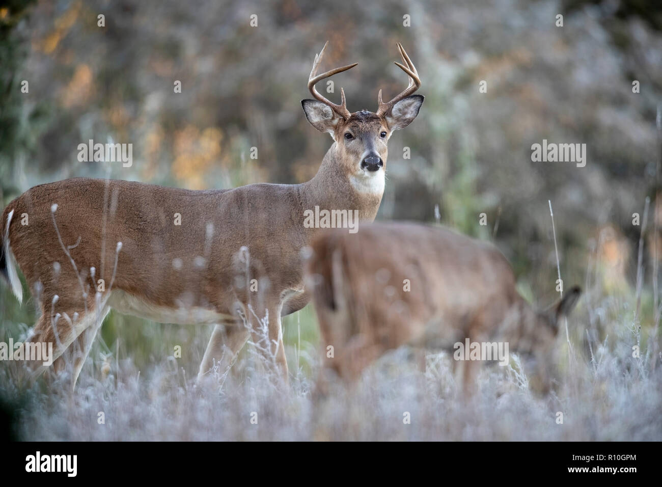 Whitetail buck and doe hi-res stock photography and images - Alamy